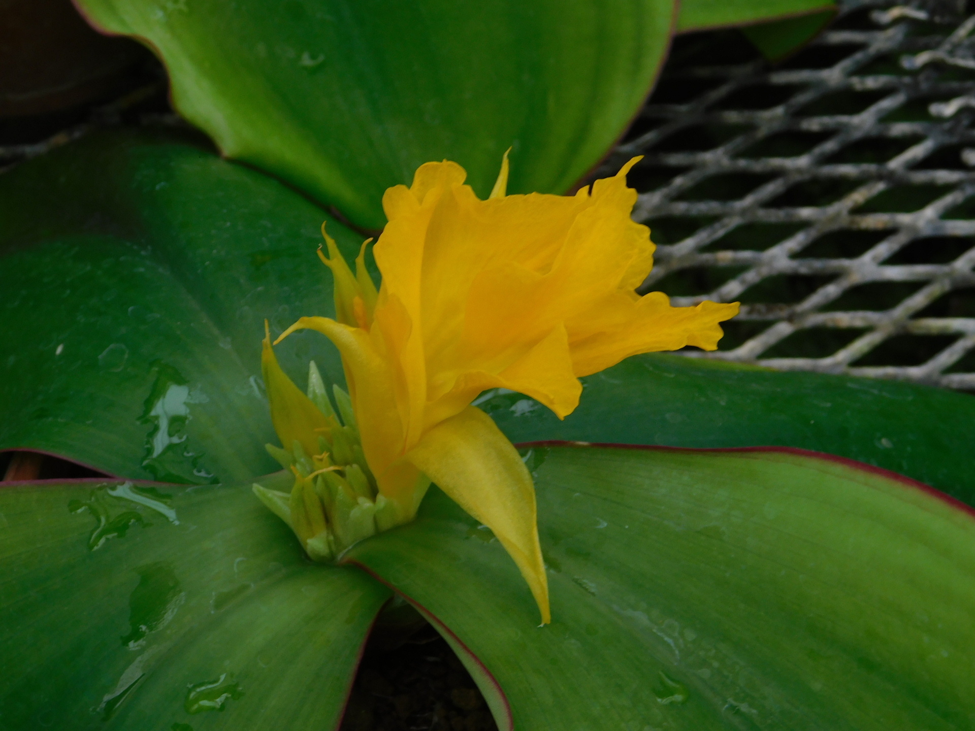 プヤが満開です: 学芸員の独り言