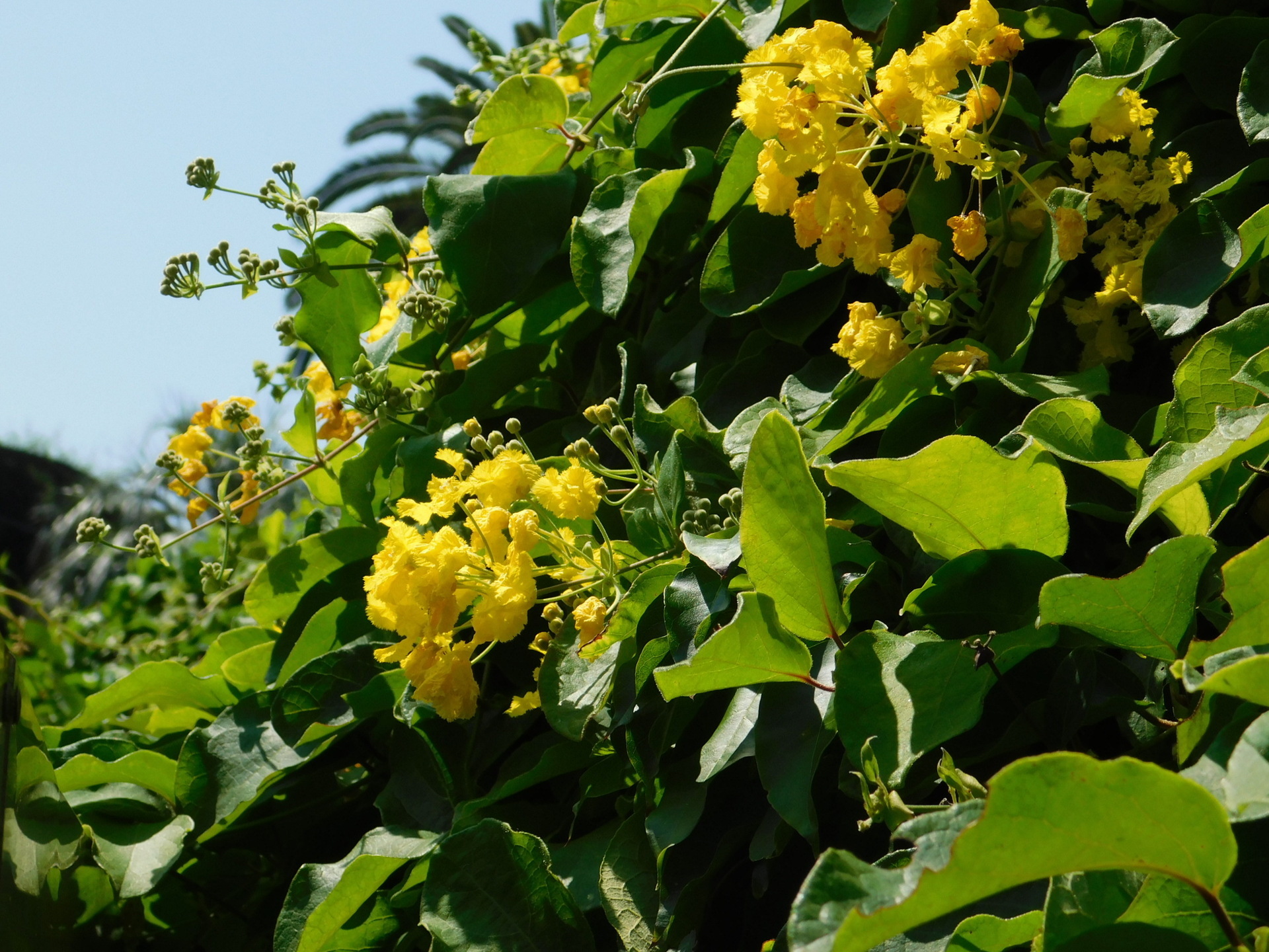 栽培温室では: 学芸員の独り言