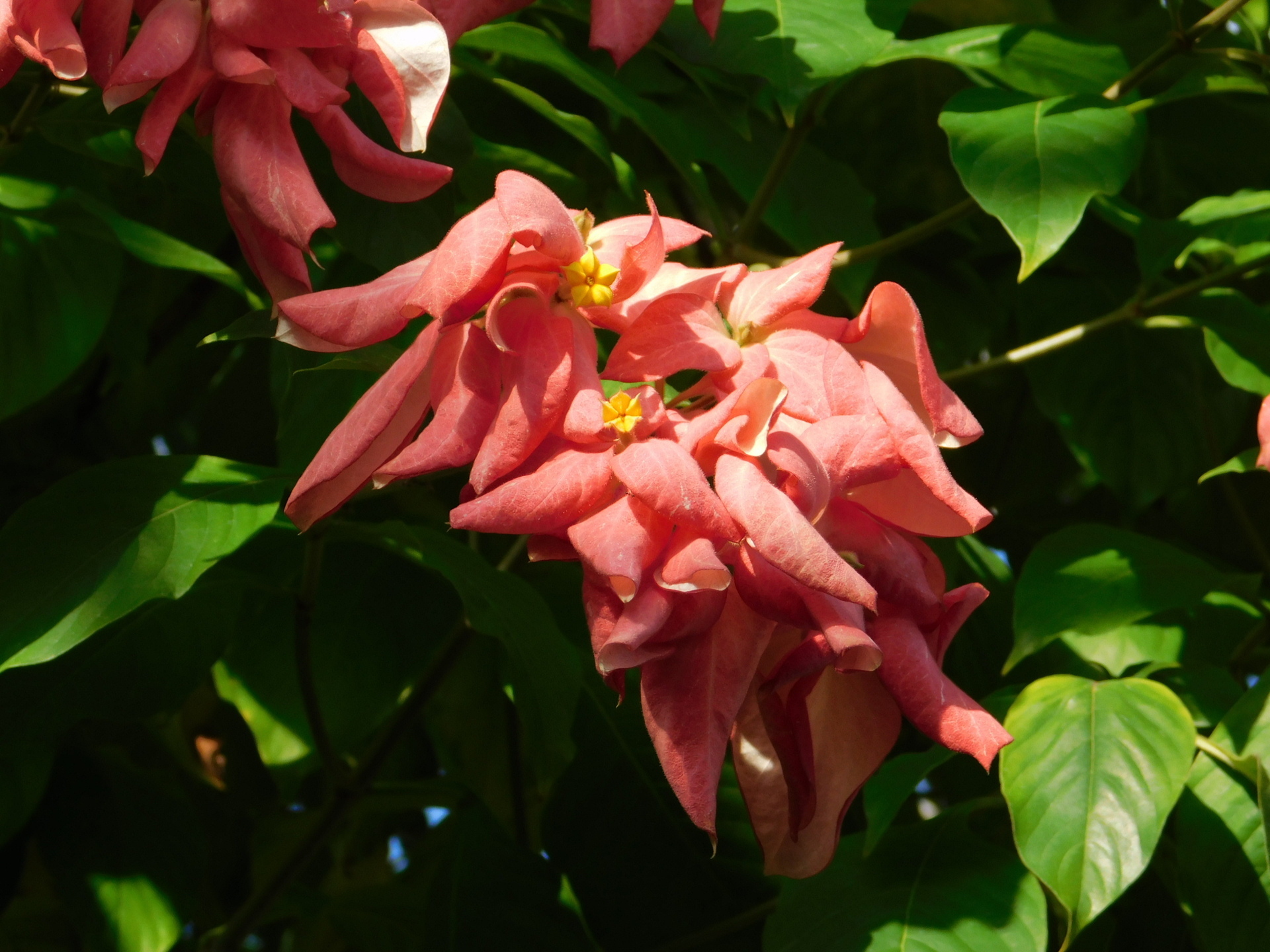 華やかな花木類: 学芸員の独り言